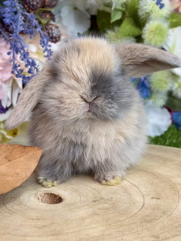 Chi Siamo | Dolce Coniglio - Conigli Nani Razza Minilop